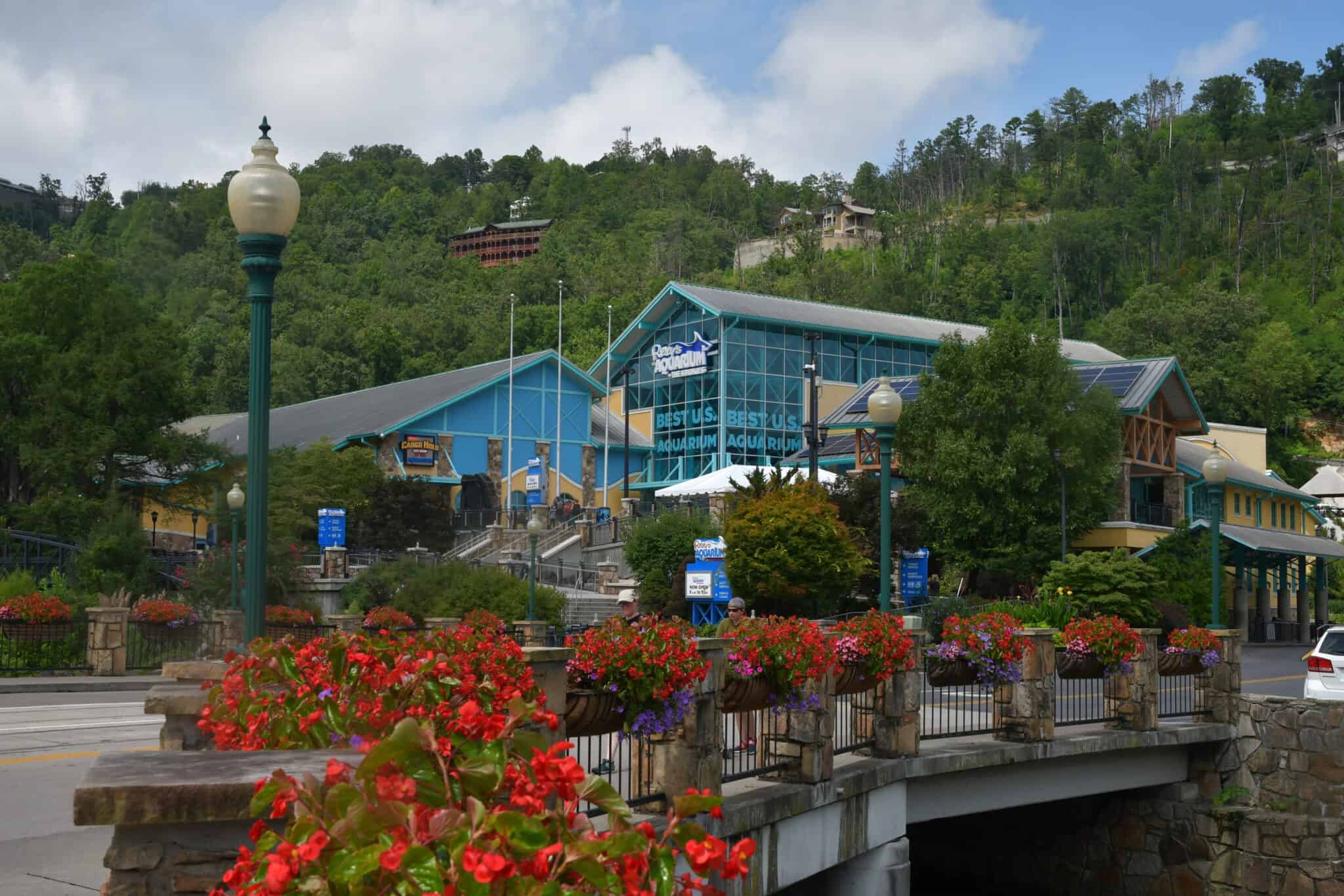 All the Details About the New Dragons Exhibit at Ripley’s Aquarium of ...